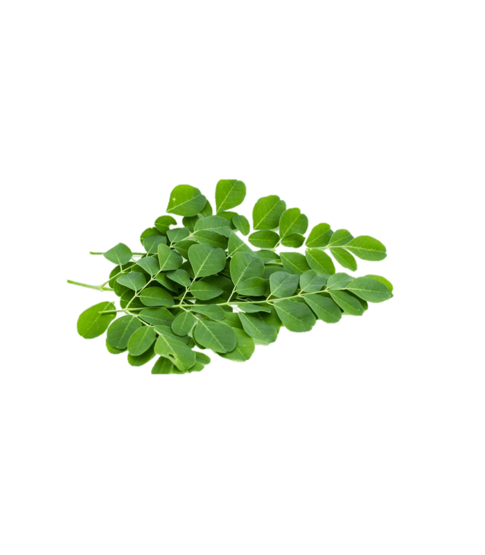 Malunggay (Moringa) – PalengkeGo